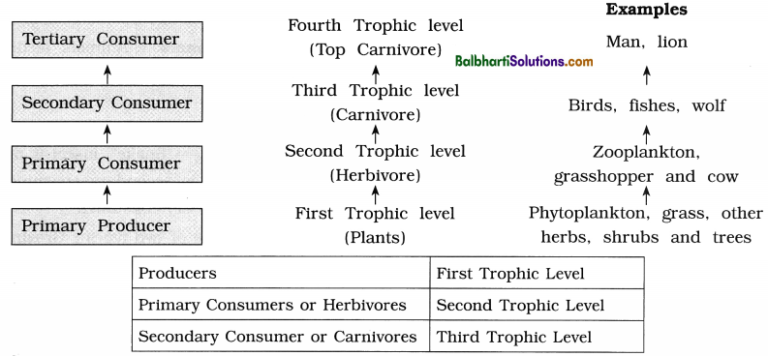Maharashtra Board Class 12 Biology Notes Chapter 14 Ecosystems and ...