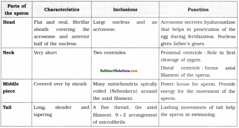 Maharashtra Board Class 12 Biology Notes Chapter 2 Reproduction in ...