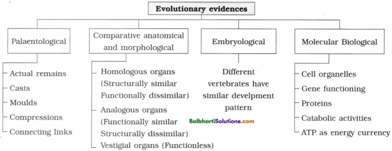 Maharashtra Board Class 12 Biology Notes Chapter 5 Origin and Evolution ...